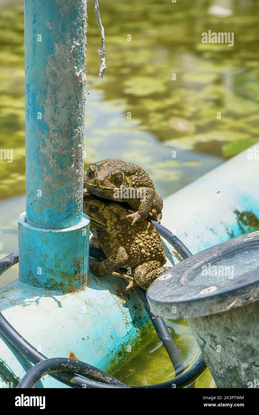 the Asian black-spined toads breeding in the pond in park, Duttaphrynus ...