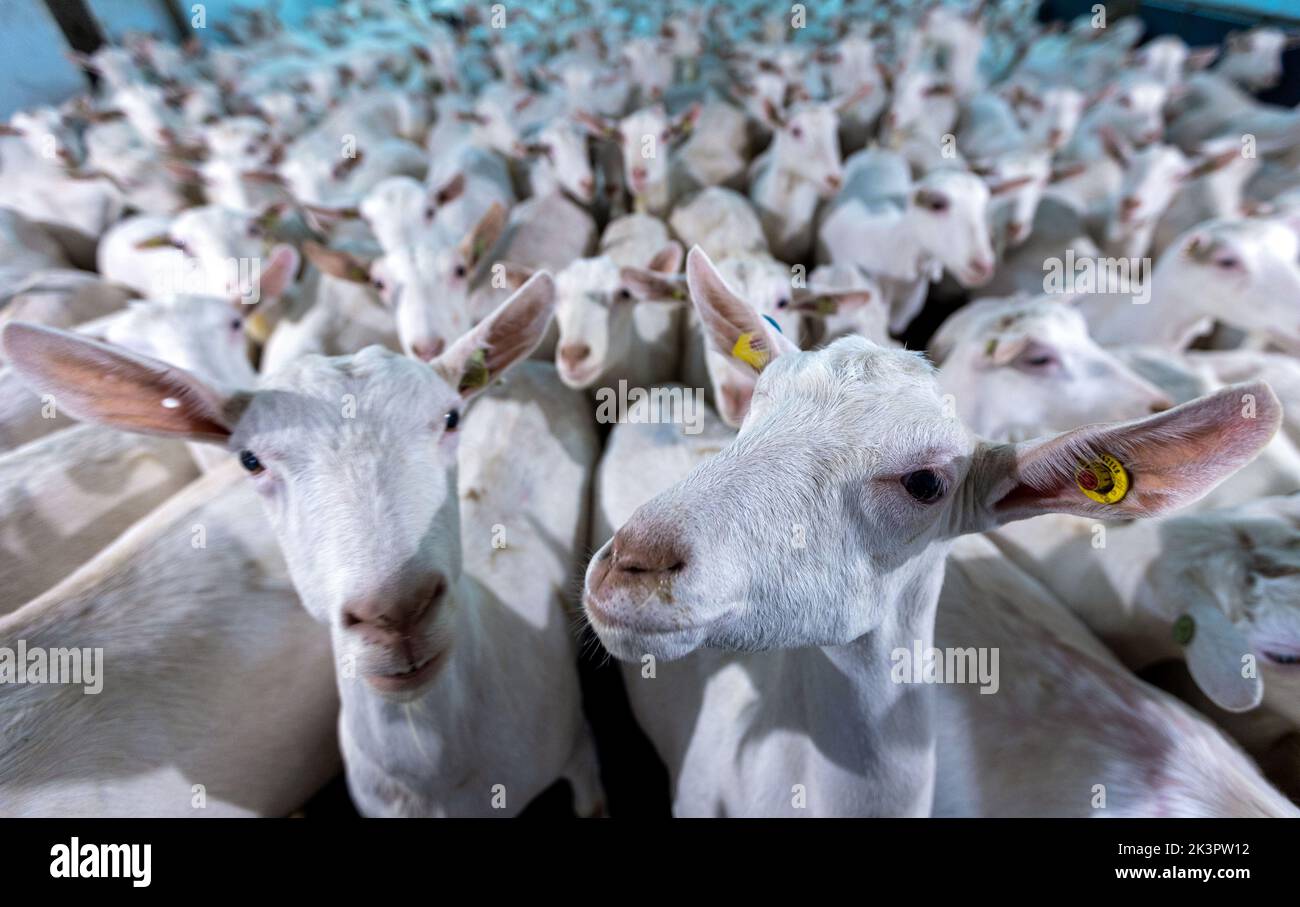 Glasin, Germany. 22nd Sep, 2022. Goats wait in front of the newly built ...