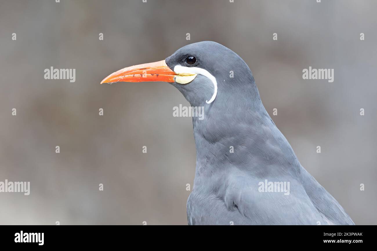 Healthy Inca Tern (closeup) - These birds are native to Peru and Chili ...