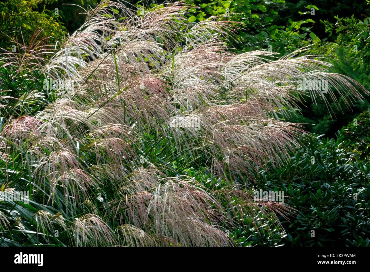 Perennial, Ornamental grass, In the garden, Ornamental, Panicles ...