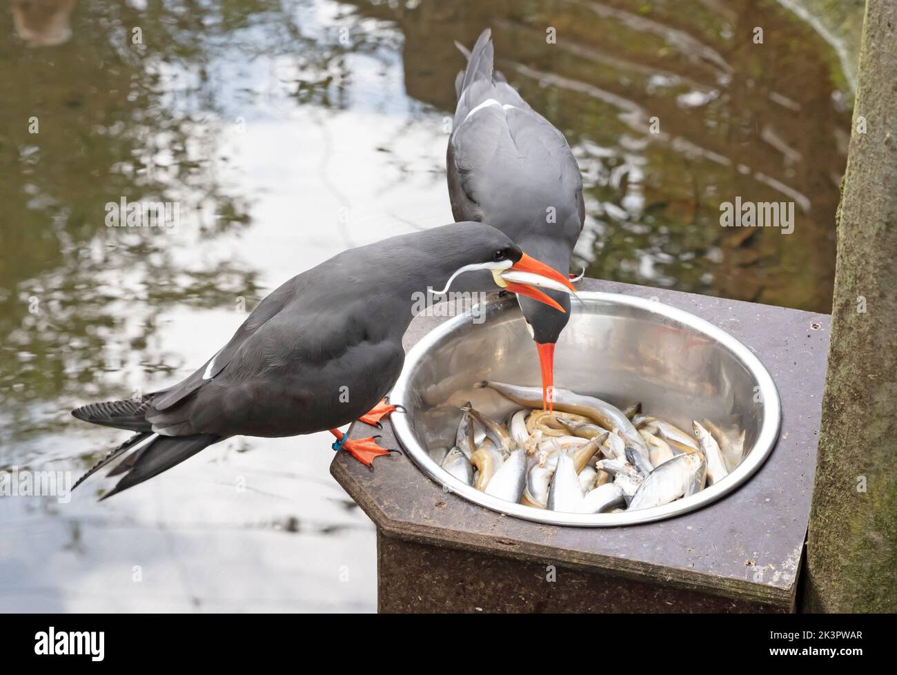 Tern eating fish hi-res stock photography and images - Alamy