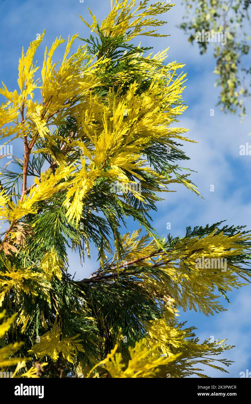 Calocedrus Decurrens Aureovariegata Incense Cedar Tree Golden Calocedrus Decurrens Aureovariegata Incense Cedar Tree Golden
