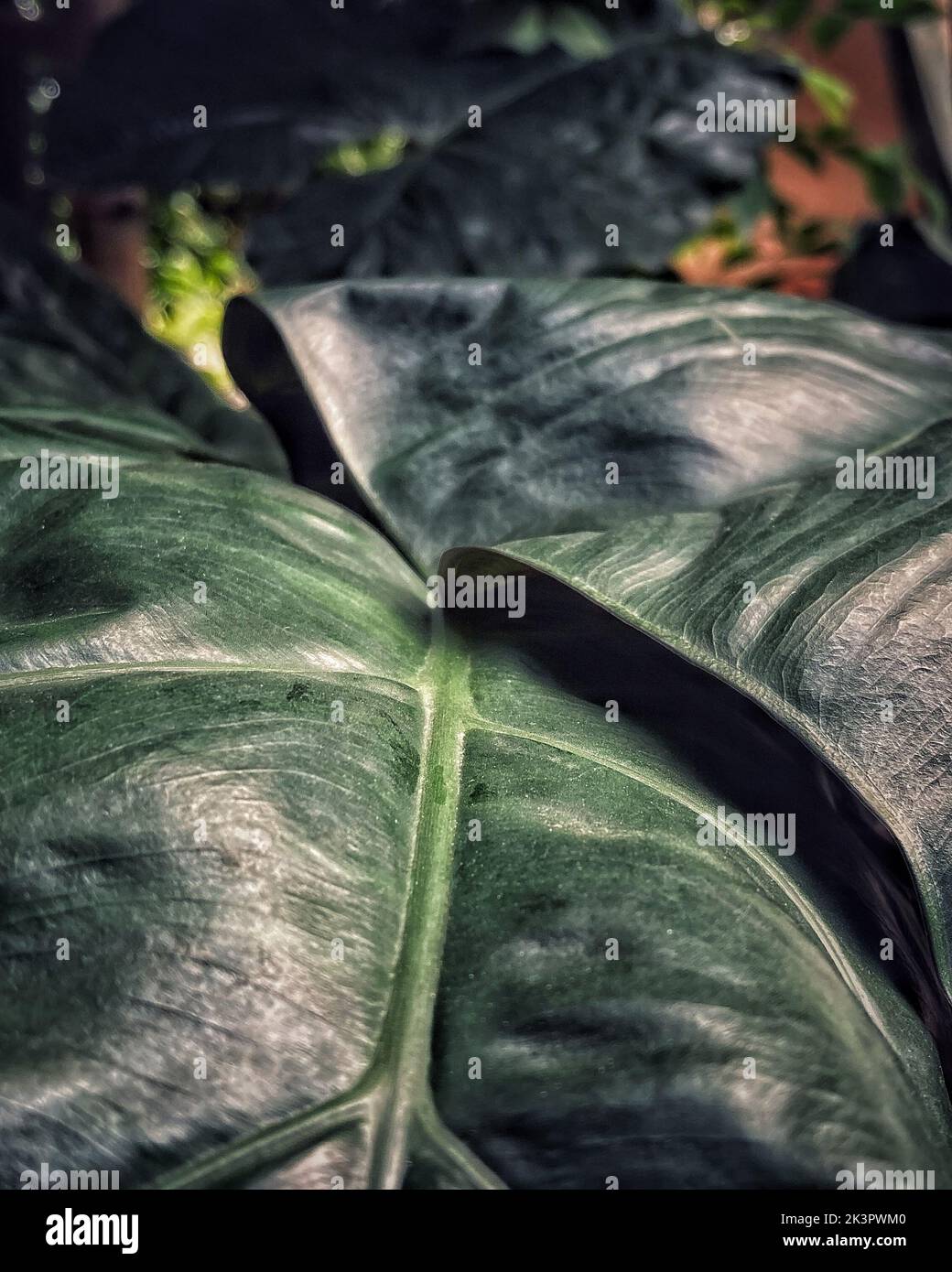 A vertical closeup shot of veins of tropical green leaf in a rainforest ...