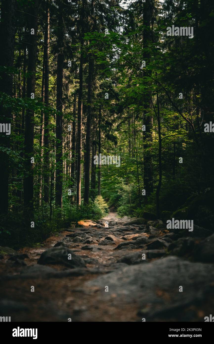 Rocky forest path hi-res stock photography and images - Alamy