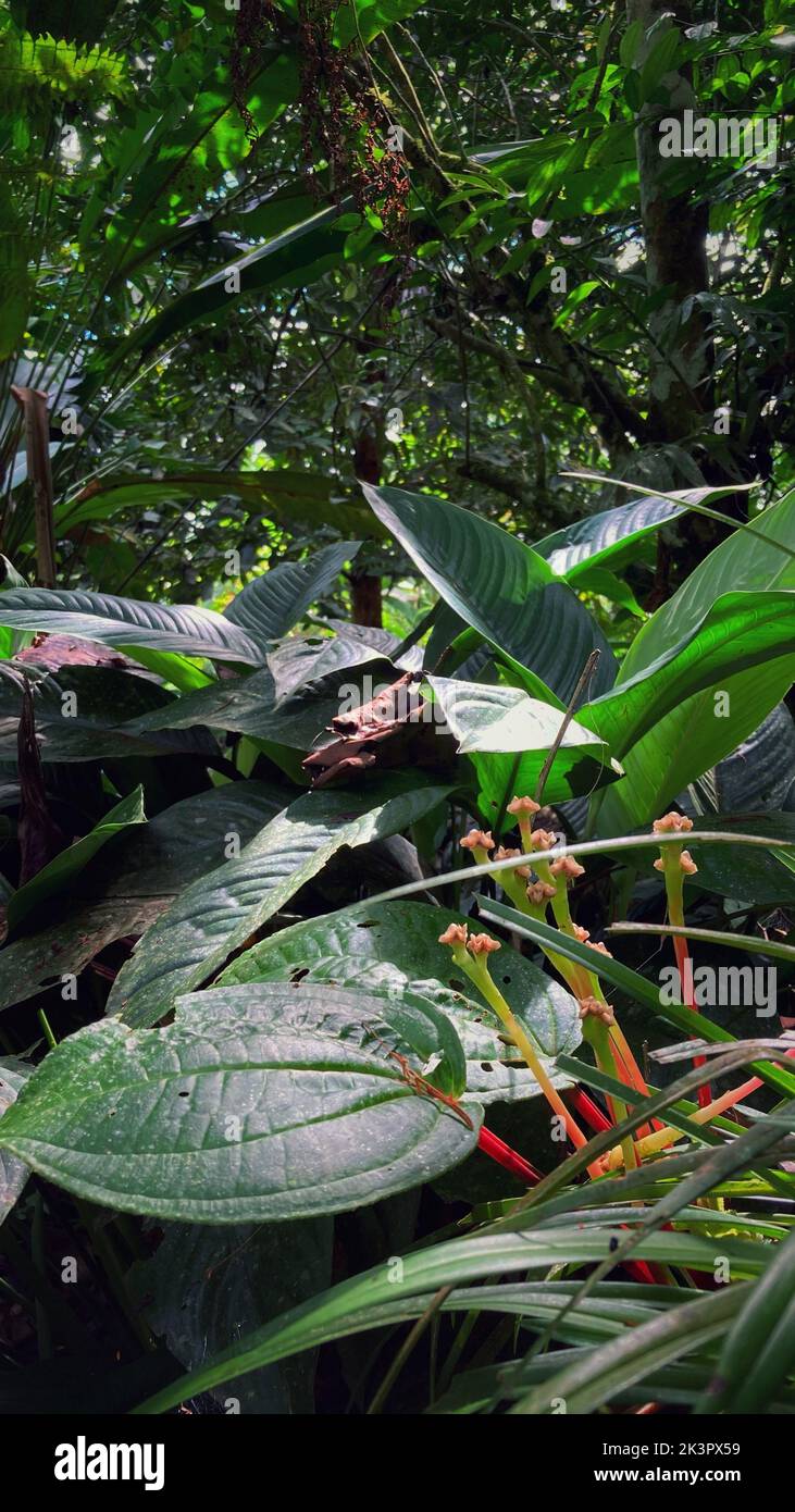 A vertical shot of tropical green leaves in a rainforest of Peruvian ...
