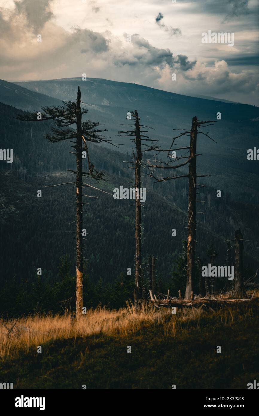 Three tree trunks - a remnant of the former forest Stock Photo - Alamy