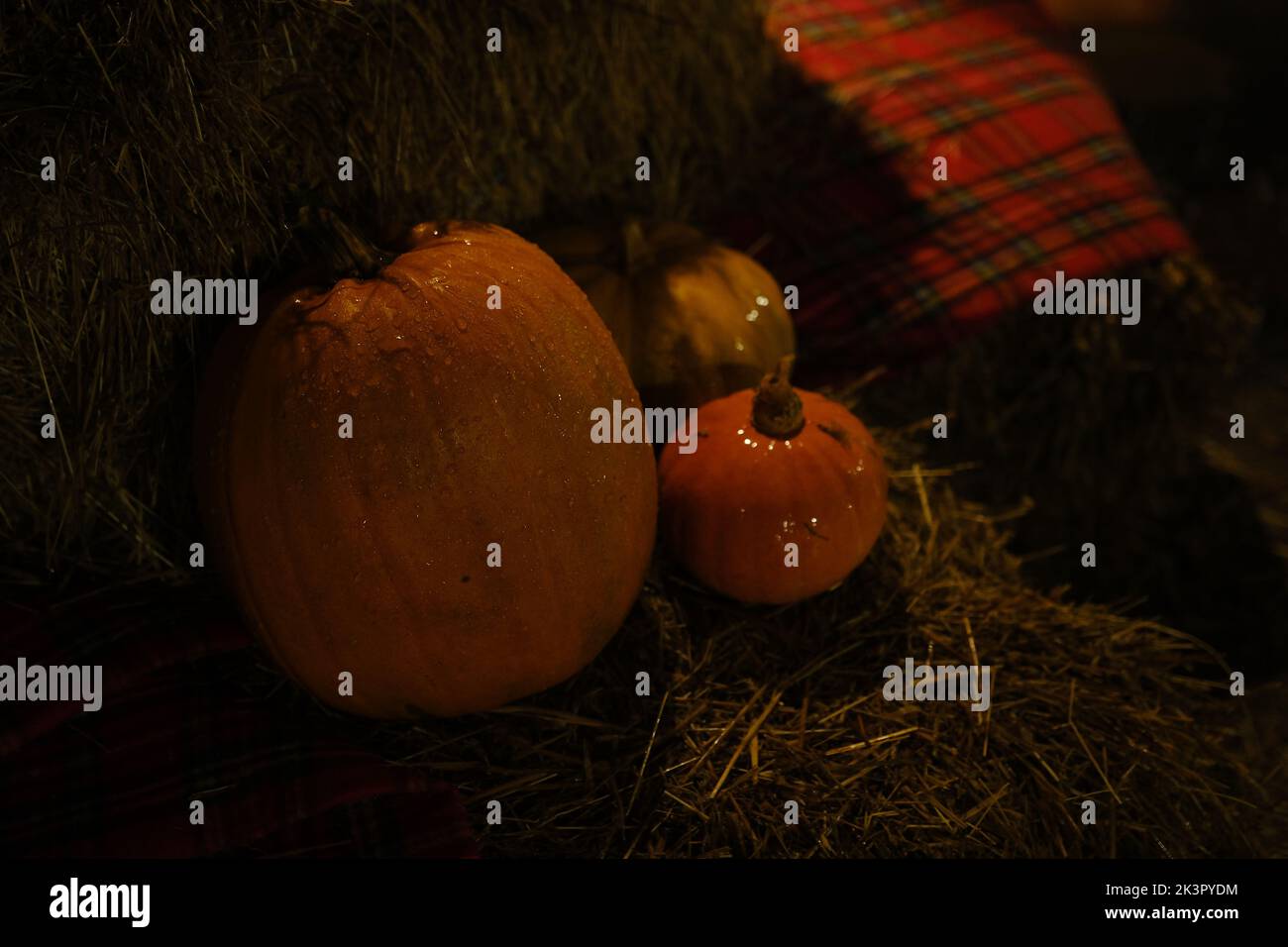 Halloween background with texture orange pumpkins on dark strow stack ...