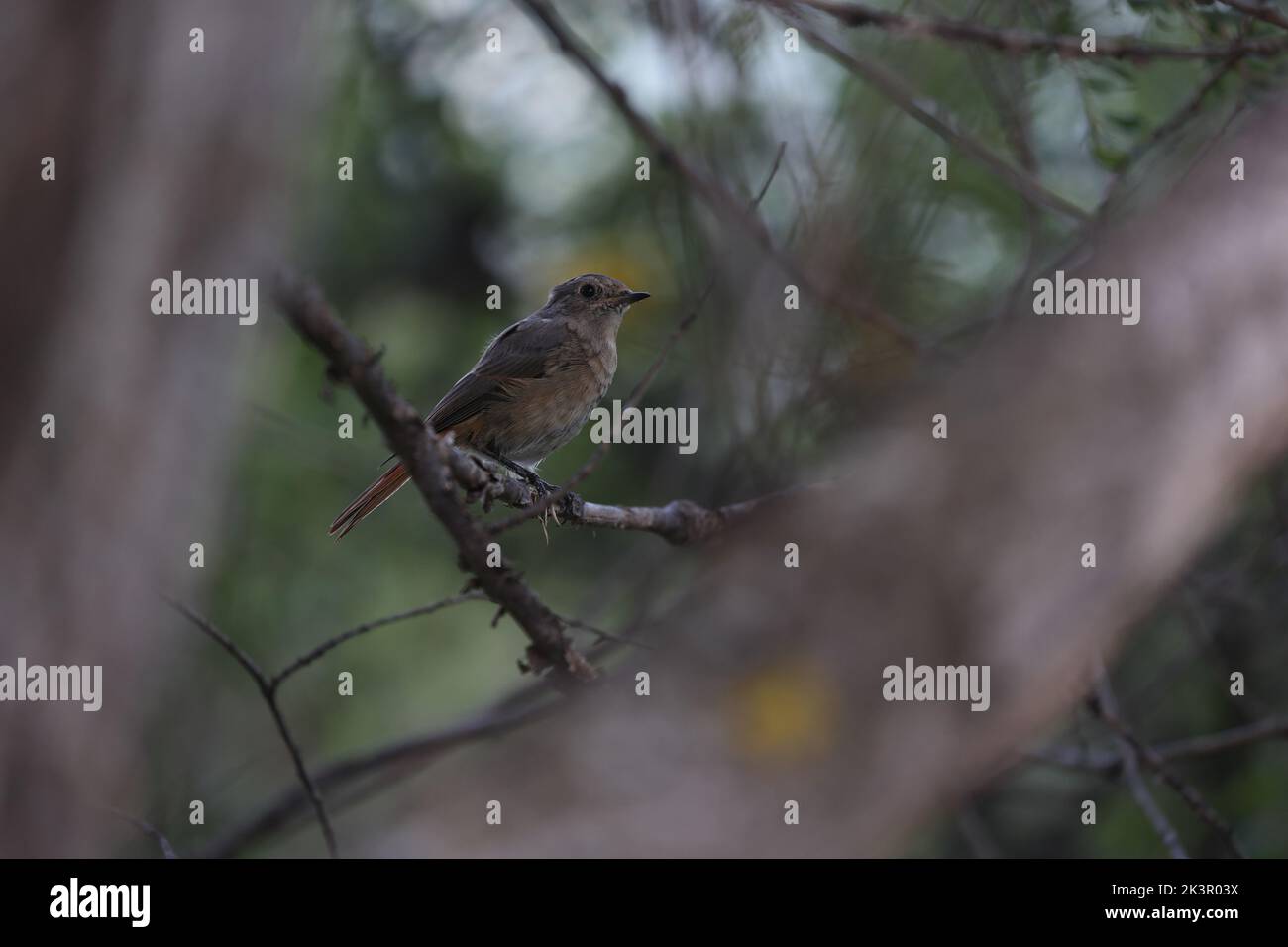 black redstart juvenile bird Stock Photo - Alamy