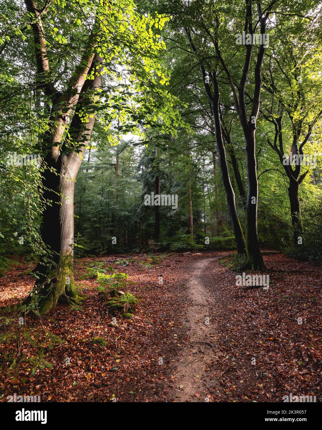 Sunny day at the speulderbos in Putten, The Netherlands Stock Photo - Alamy