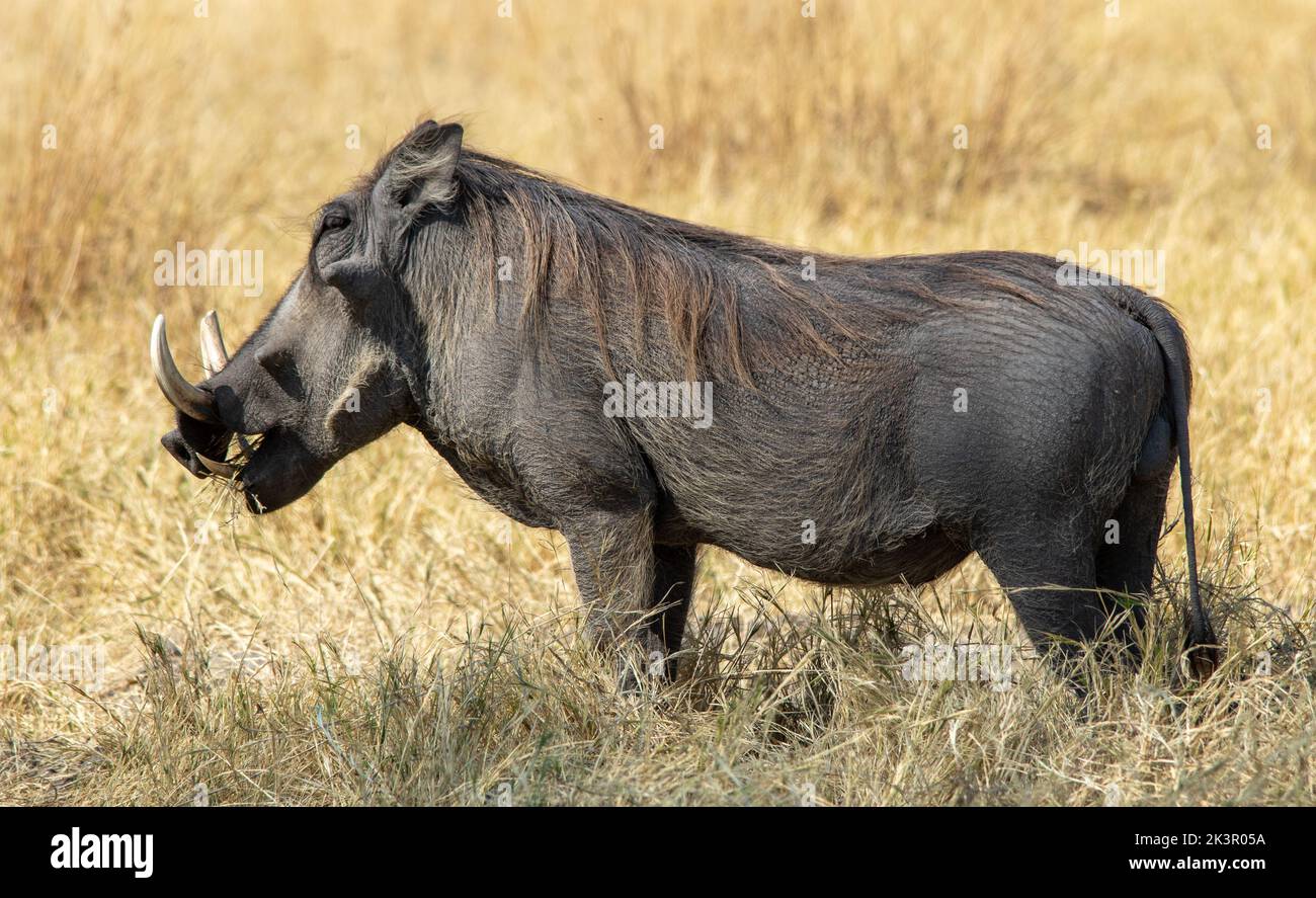 Male common warthog isolated on the savanna in Africa Stock Photo - Alamy