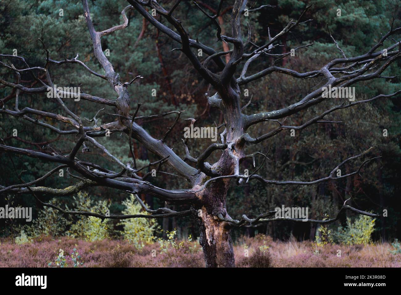 Old Dead trees at the Noorderheide, Elspeet, The Netherlands Stock ...