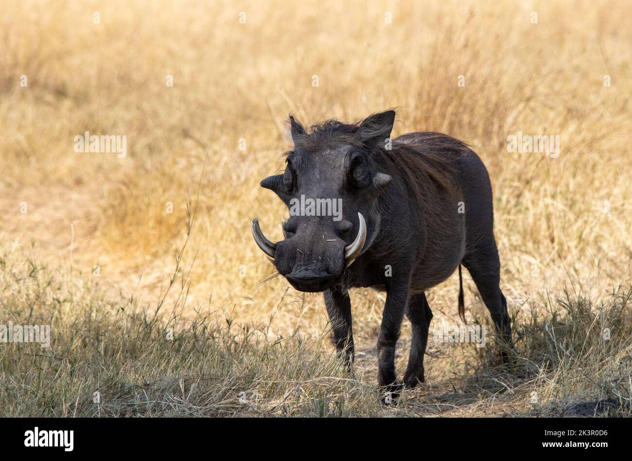 Male common warthog isolated on the savanna in Africa Stock Photo - Alamy
