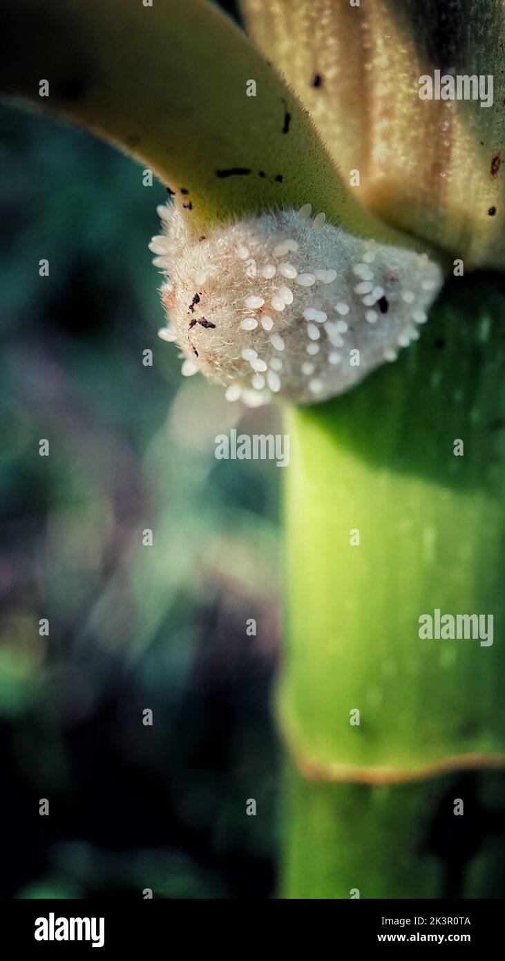 A vertical shot of nature details in Amazon rainforest of Peru Stock ...