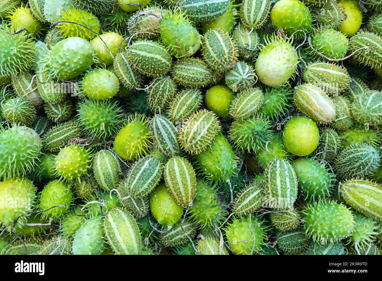 Cucumis anguria, cackrey, West Indian gourd green colors with strips ...