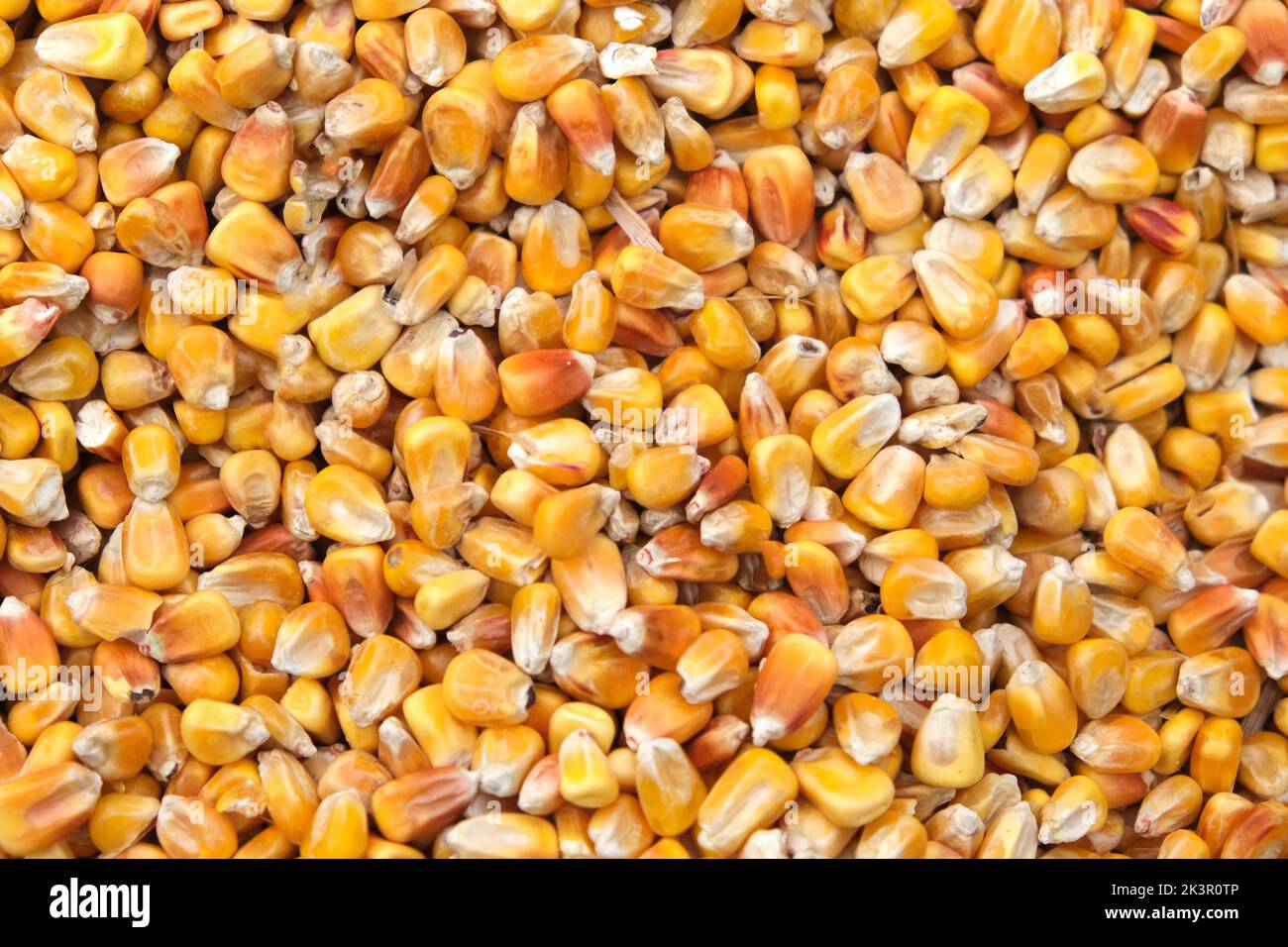 Yellow corn seed background. Close up of food grains. Food texture ...