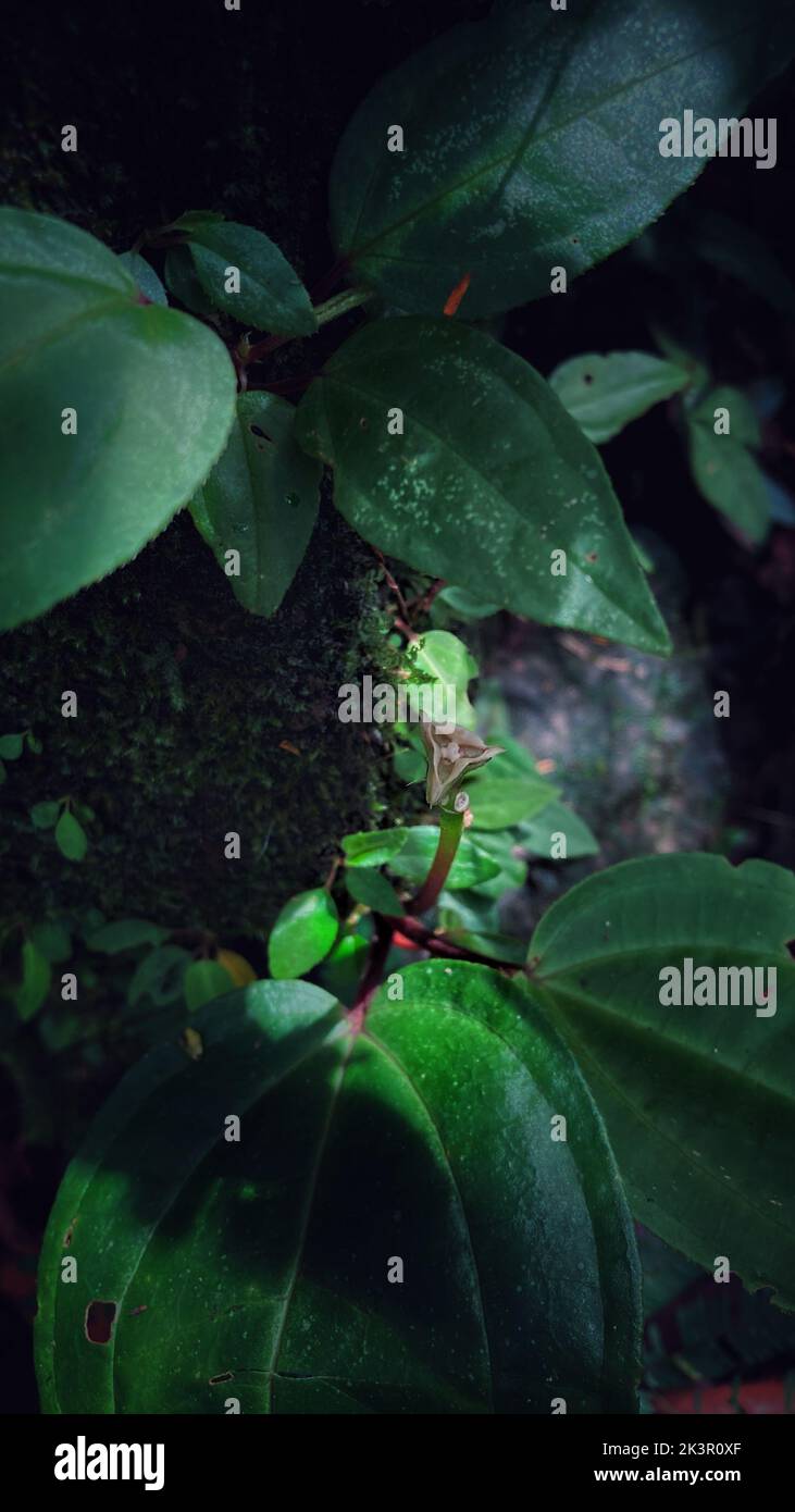 A vertical shot of nature details in Amazon rainforest of Peru Stock ...