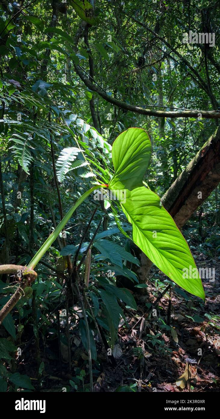 A vertical shot of nature details in Amazon rainforest of Peru Stock ...