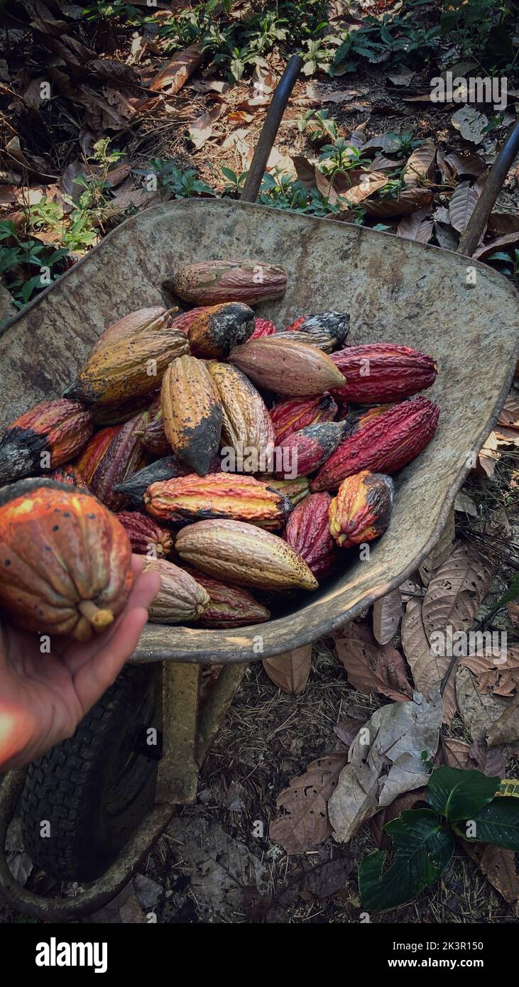 A vertical shot of cocoa beans in Amazon rainforest of Peru Stock Photo ...