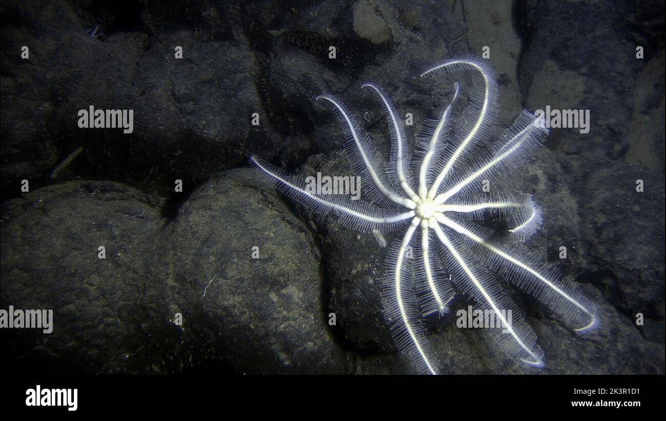 Brisingid starfish hi-res stock photography and images - Alamy