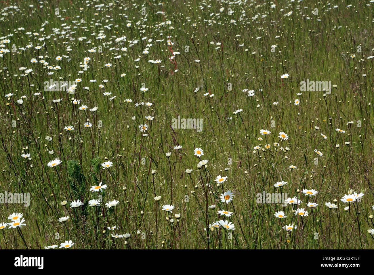 Kent downs national landscape geopark hi-res stock photography and ...