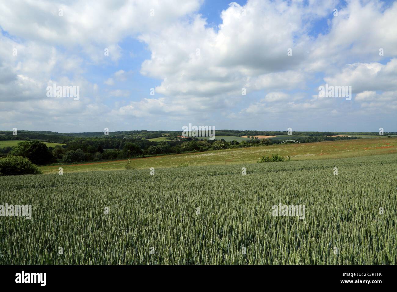 View across wheat field at Barham Downs, Canterbury, Kent, England ...