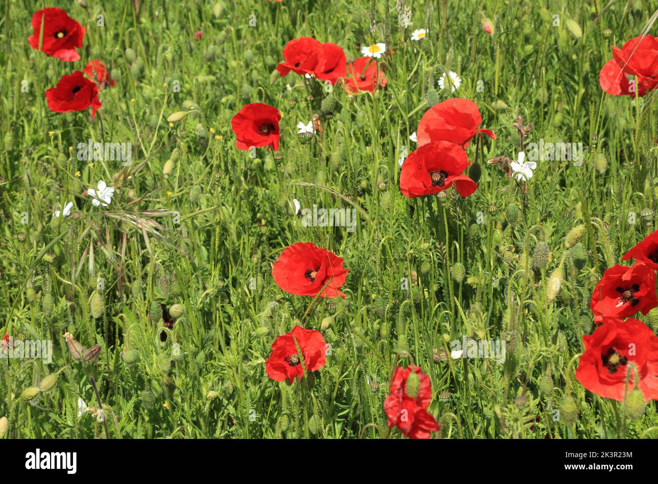 Poppies and grasses in wildlife meadow on Barham Downs, Canterbury ...