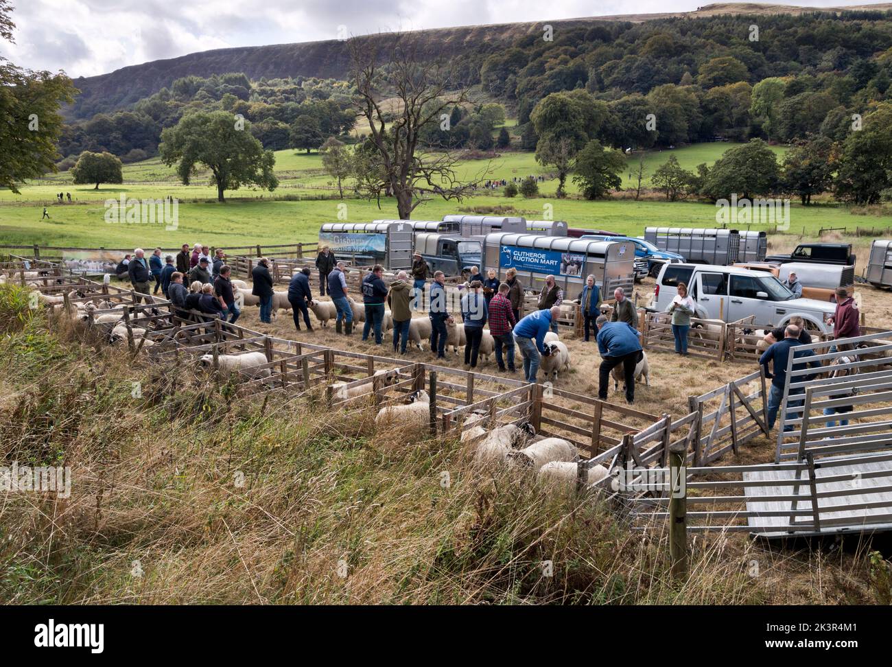 Sheep judging under way at the annual Holme Chapel Lonk Sheep Show ...