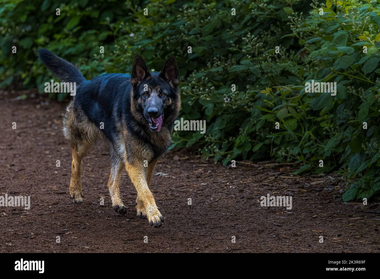 Walk and wood chip hi-res stock photography and images - Alamy
