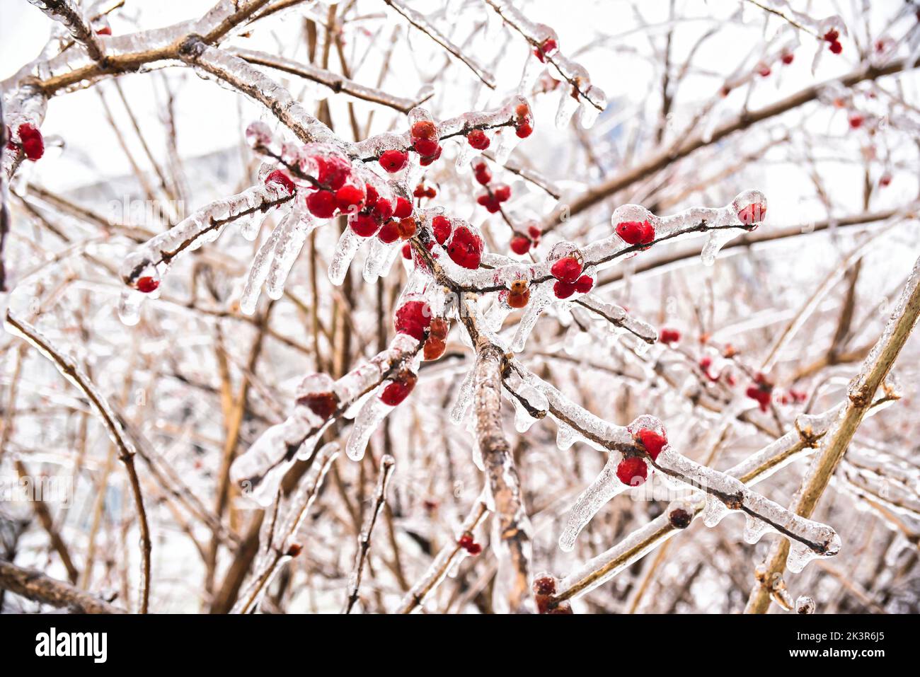 Frozen red berries on a branch in ice and snow on a winter day Stock ...