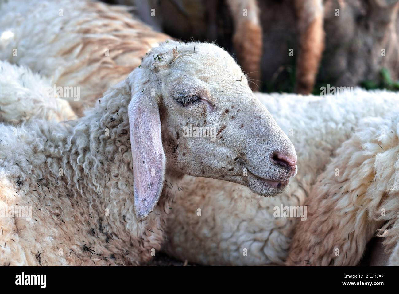 Sunny day nap hi-res stock photography and images - Alamy