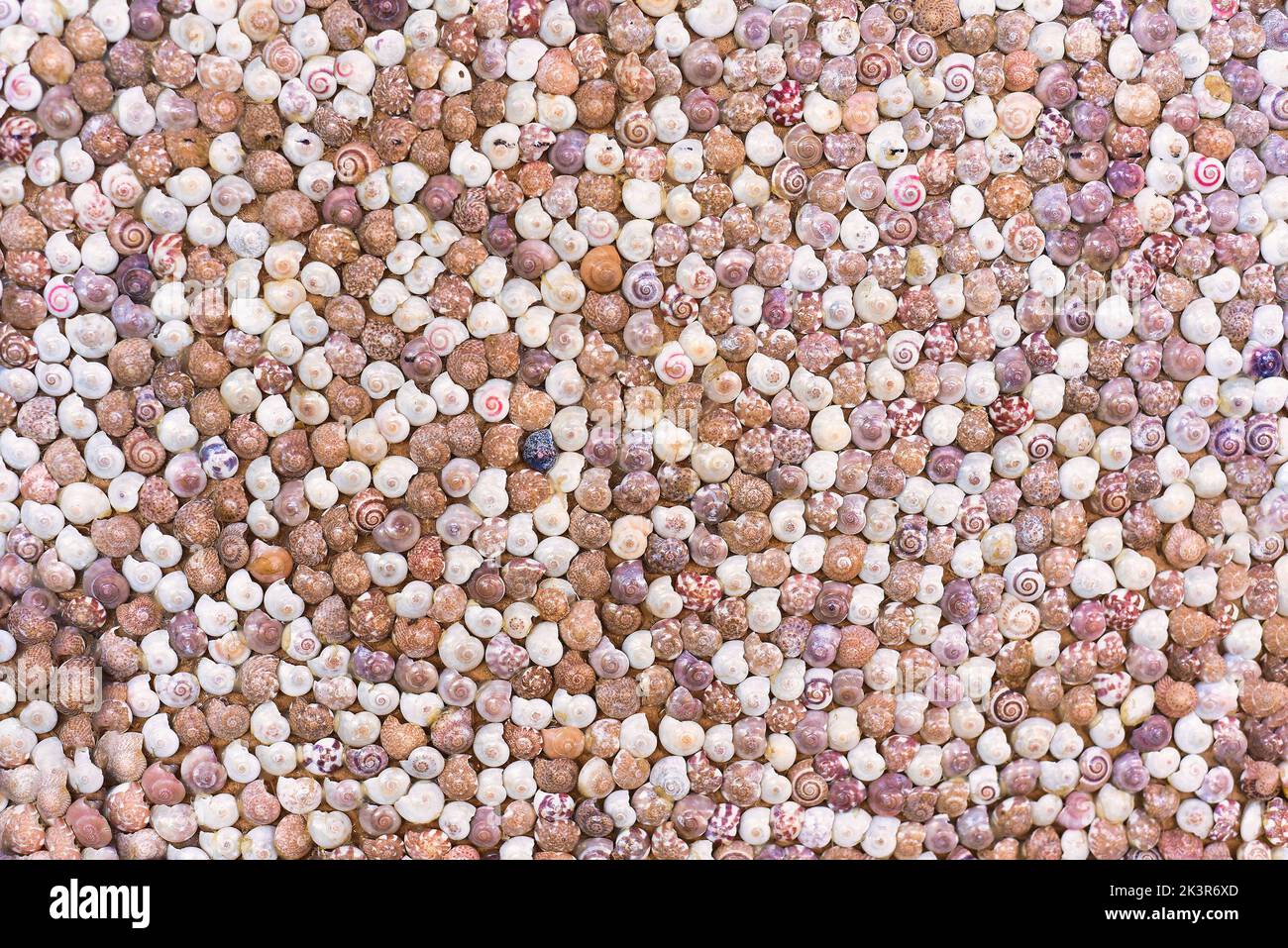 Many colorful seashells with natural real color for background with ...