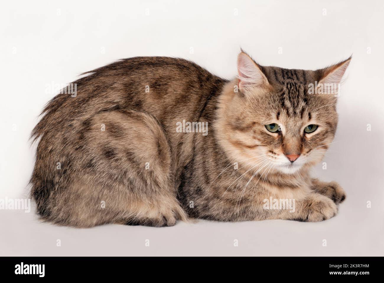 American bobtail hi-res stock photography and images - Alamy