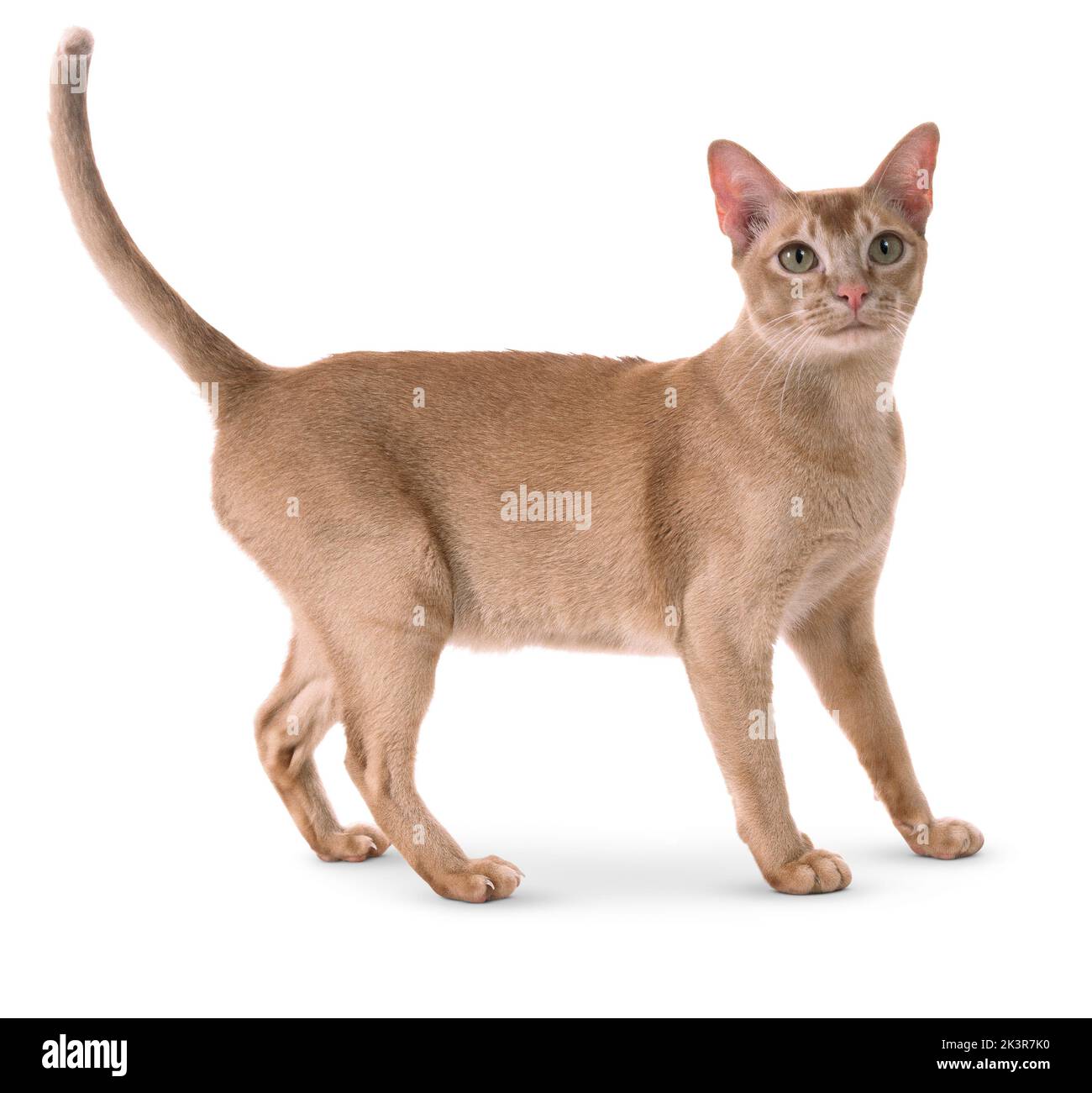 Asian : Red (Cornelian) - Red Cornelian Asian: Cat standing Stock Photo ...