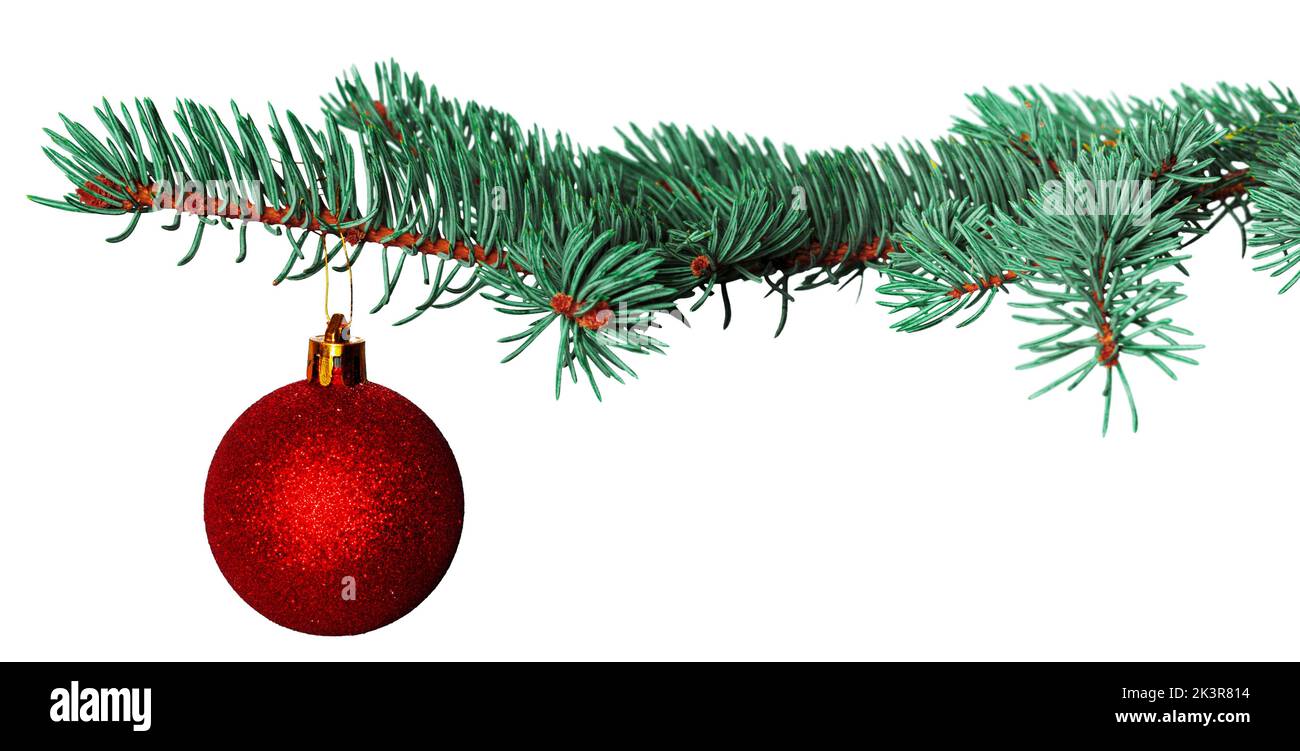 christmas ball on fir branch isolated on white background Stock Photo ...