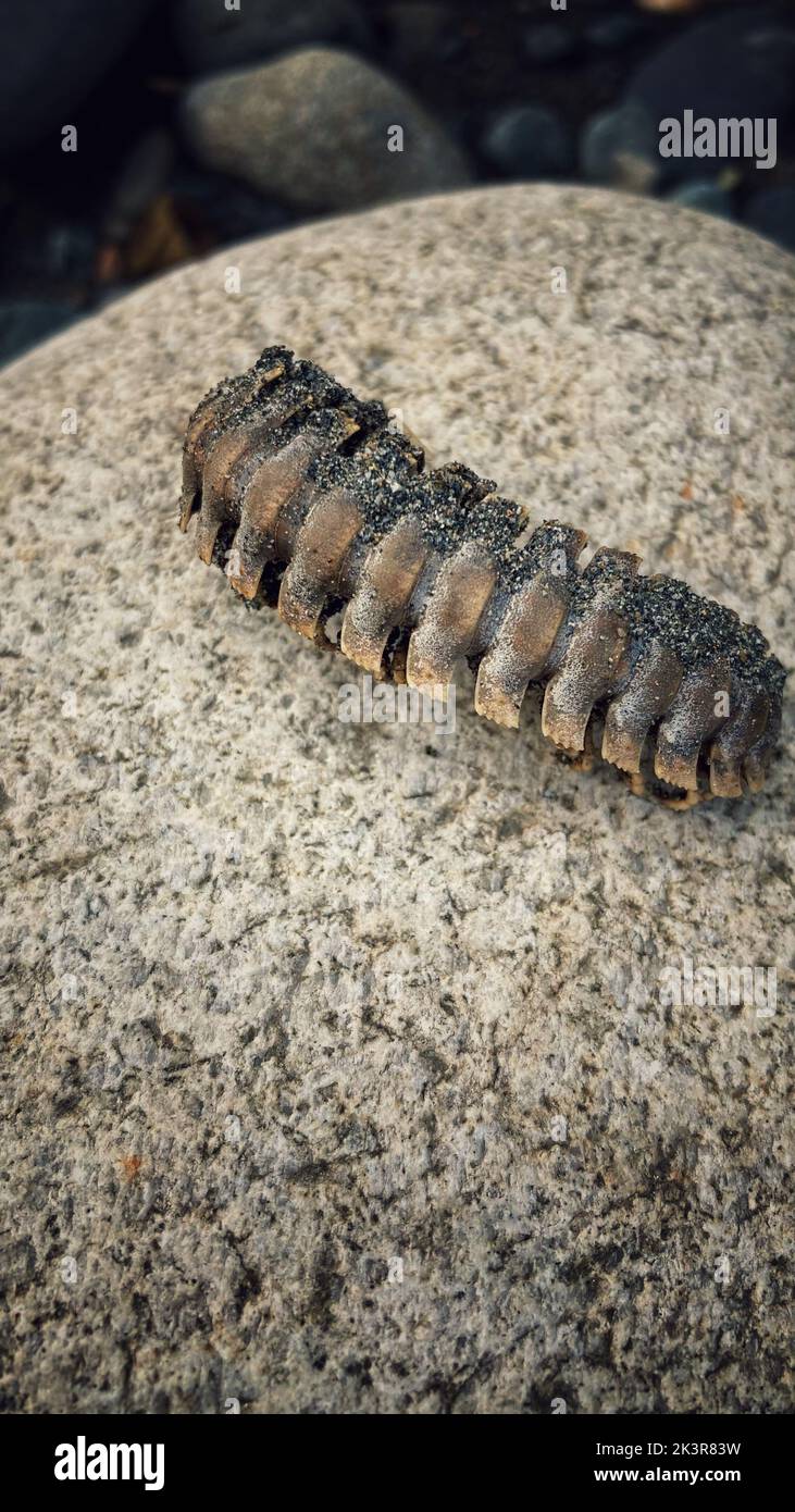 A vertical shot of a caterpillar captured in the Amazon rainforest of ...