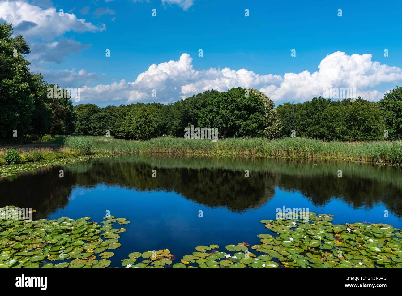 Landscape in the nature reserve De Manteling near Westhove Castle ...