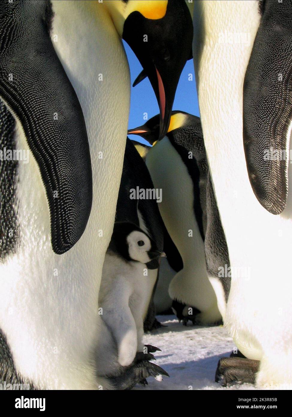 Antarctic Emperor Penguins Film: March Of The Penguins; The Emperor'S ...