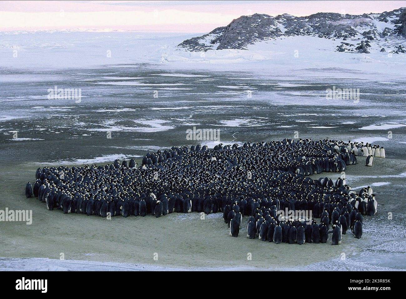 Antarctic Emperor Penguins Film: March Of The Penguins; The Emperor'S ...