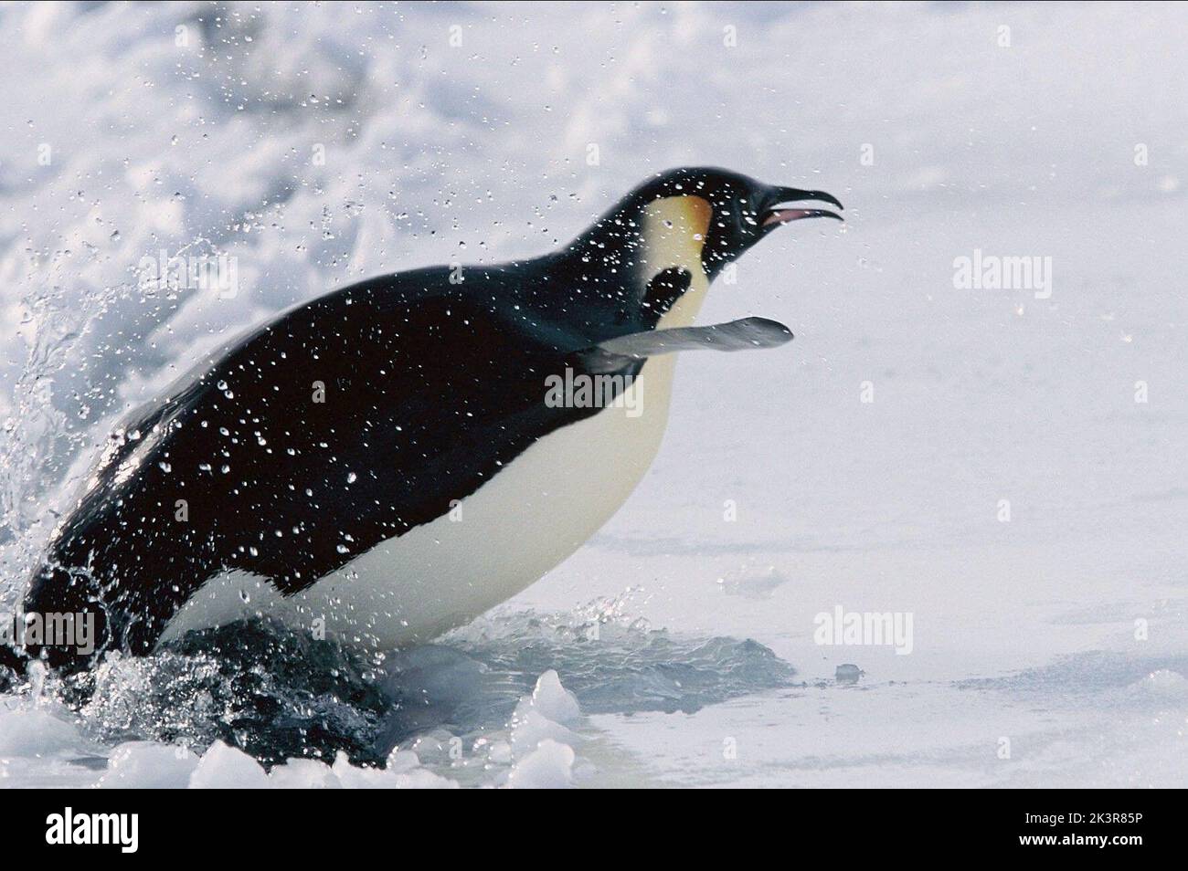 Antarctic Emperor Penguins Film: March Of The Penguins; The Emperor'S ...
