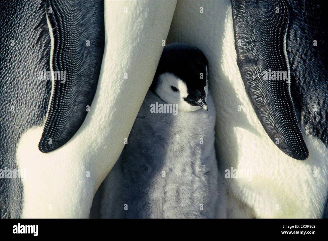 Antarctic Emperor Penguin Film: March Of The Penguins; The Emperor'S ...