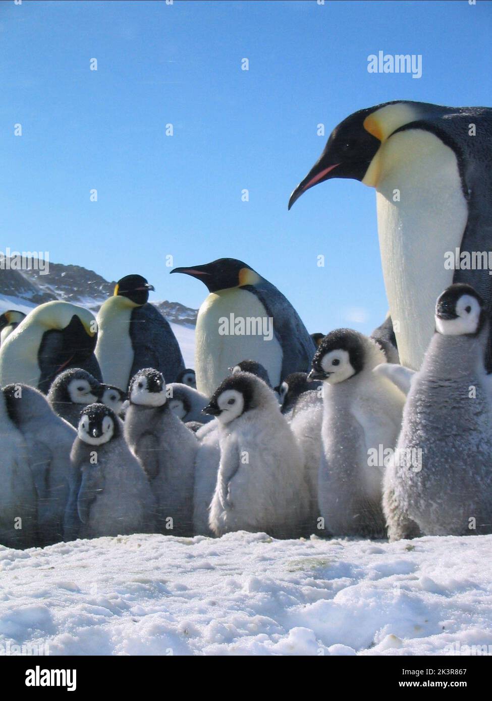 Antarctic Emperor Penguins Film: March Of The Penguins; The Emperor'S ...