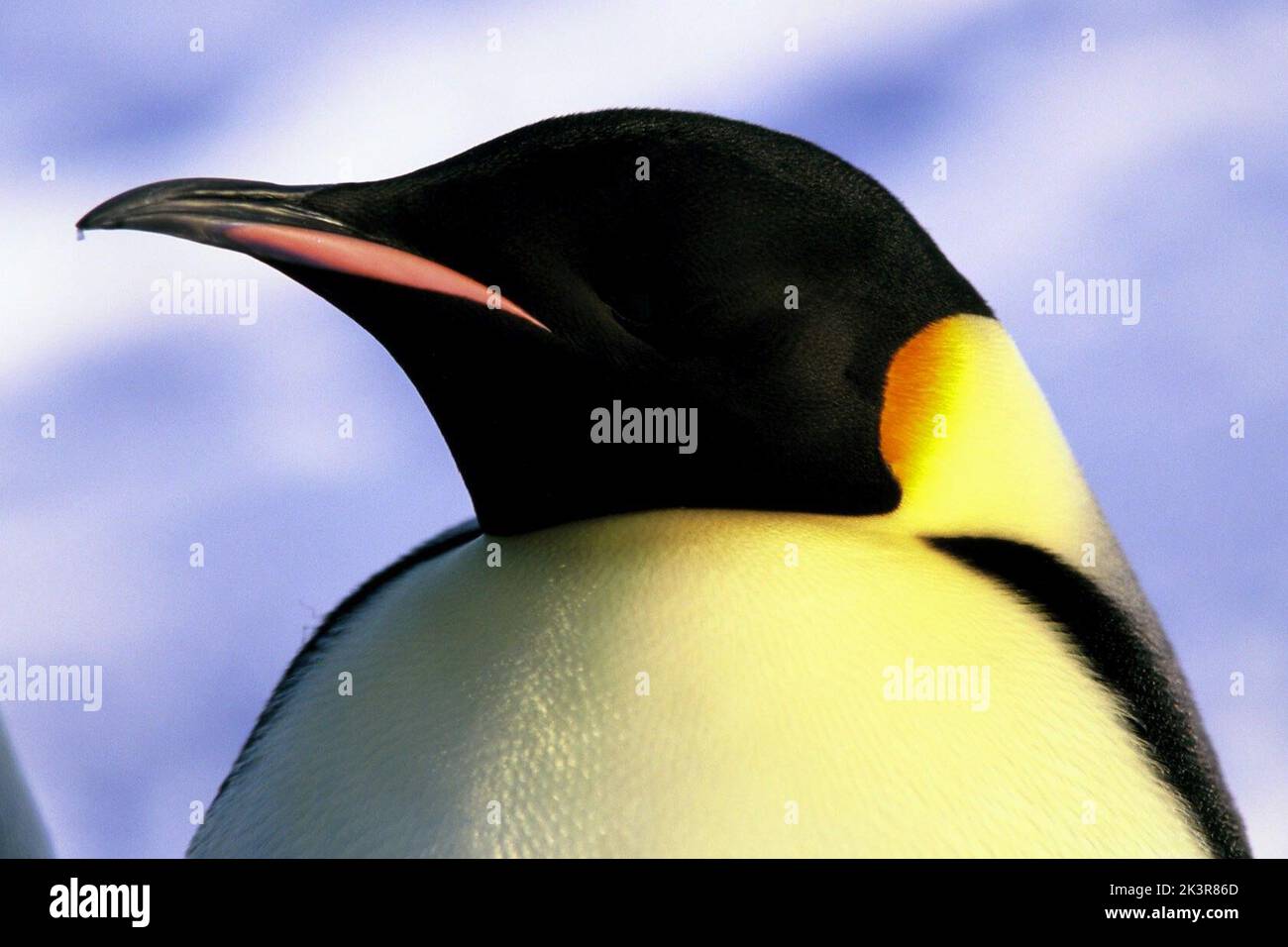 Antarctic Emperor Penguin Film: March Of The Penguins; The Emperor'S ...