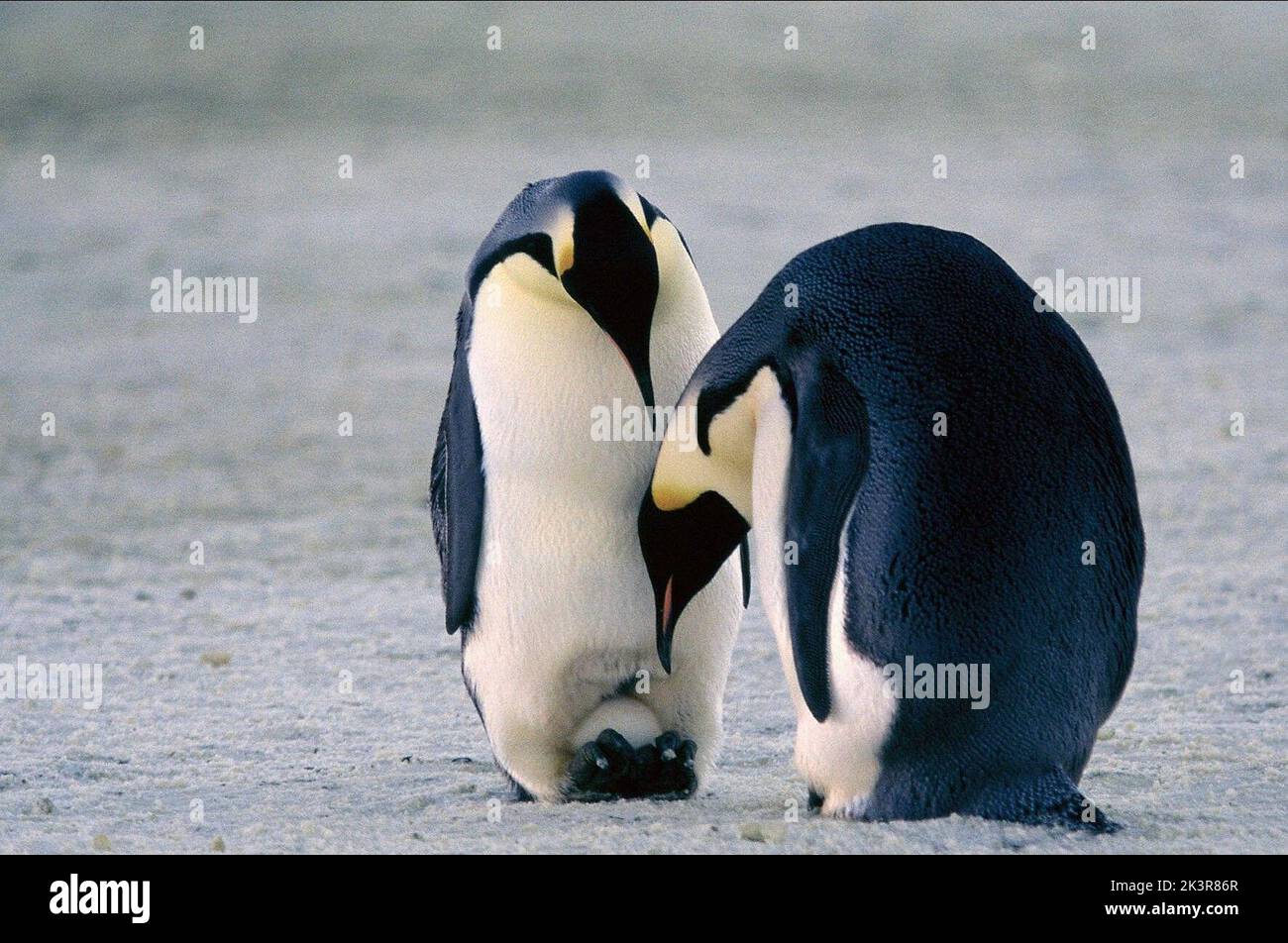 Antarctic Emperor Penguins Film: March Of The Penguins; The Emperor'S ...