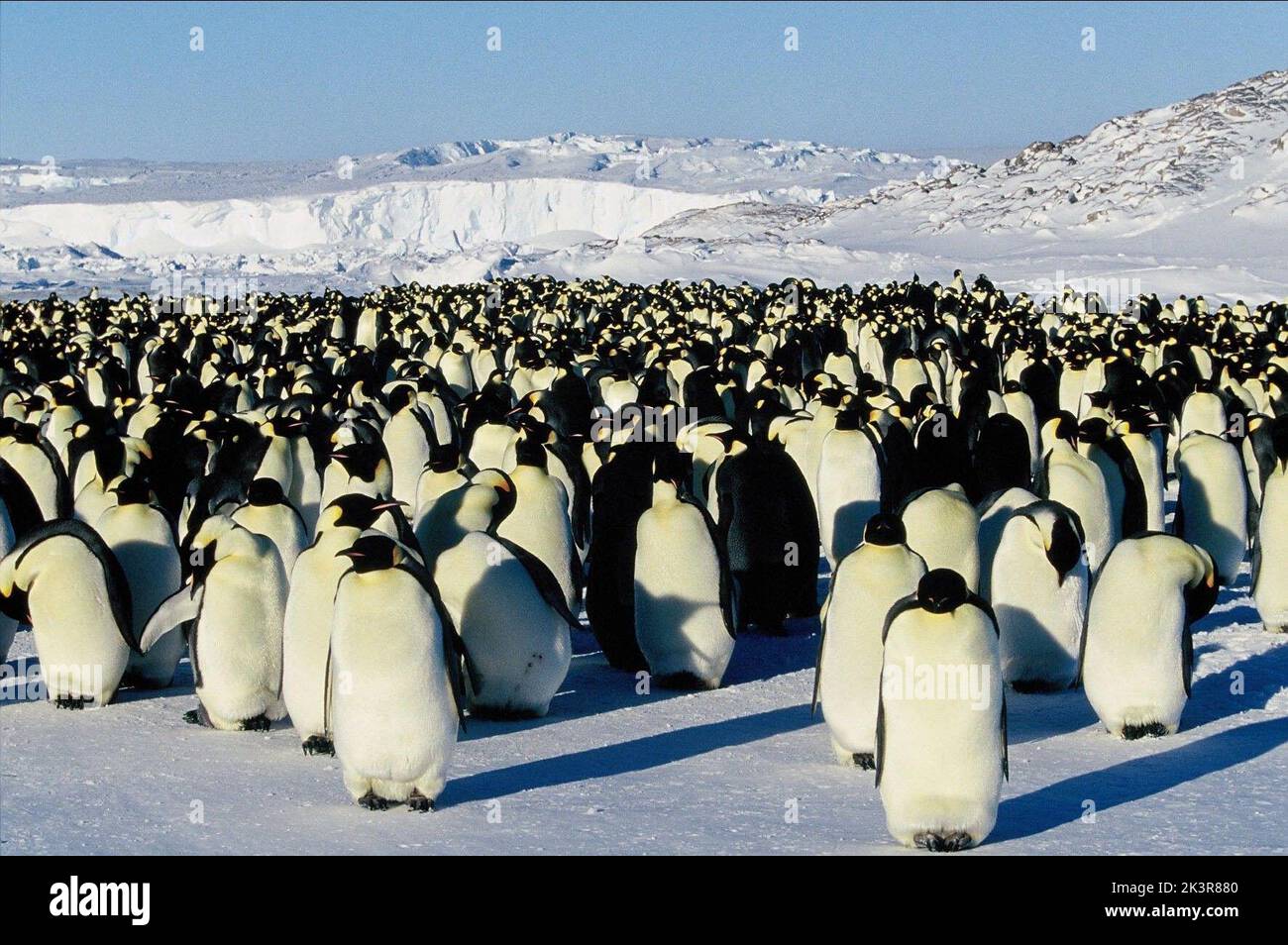 Antarctic Emperor Penguins Film: March Of The Penguins; The Emperor'S ...