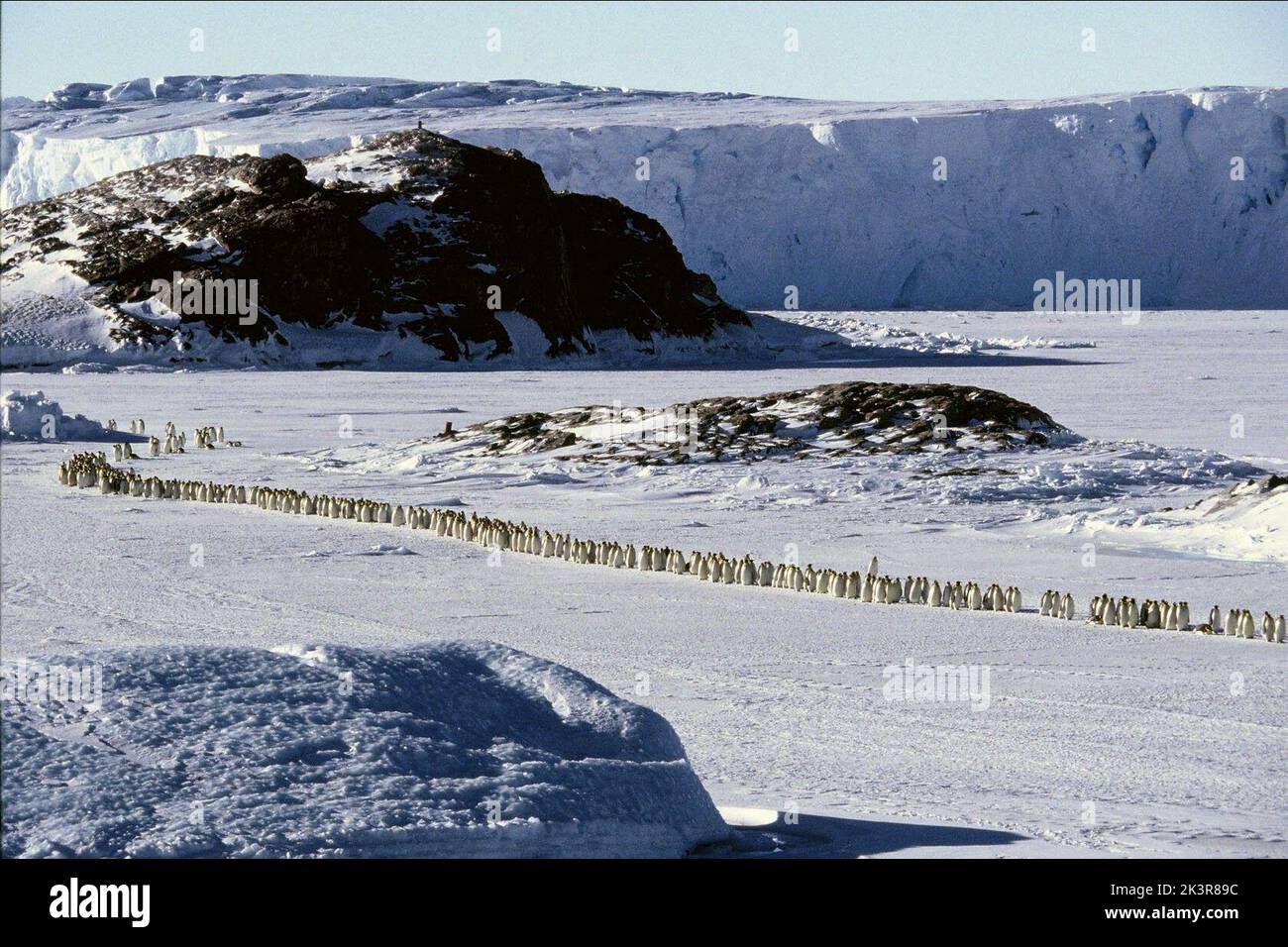 Antarctic Emperor Penguins Film: March Of The Penguins; The Emperor'S ...