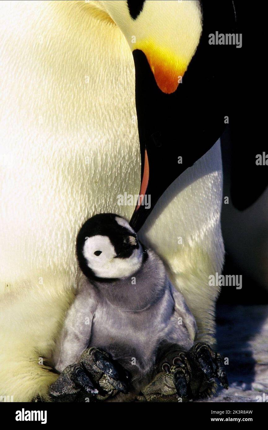 Antarctic Emperor Penguins Film: March Of The Penguins; The Emperor'S ...