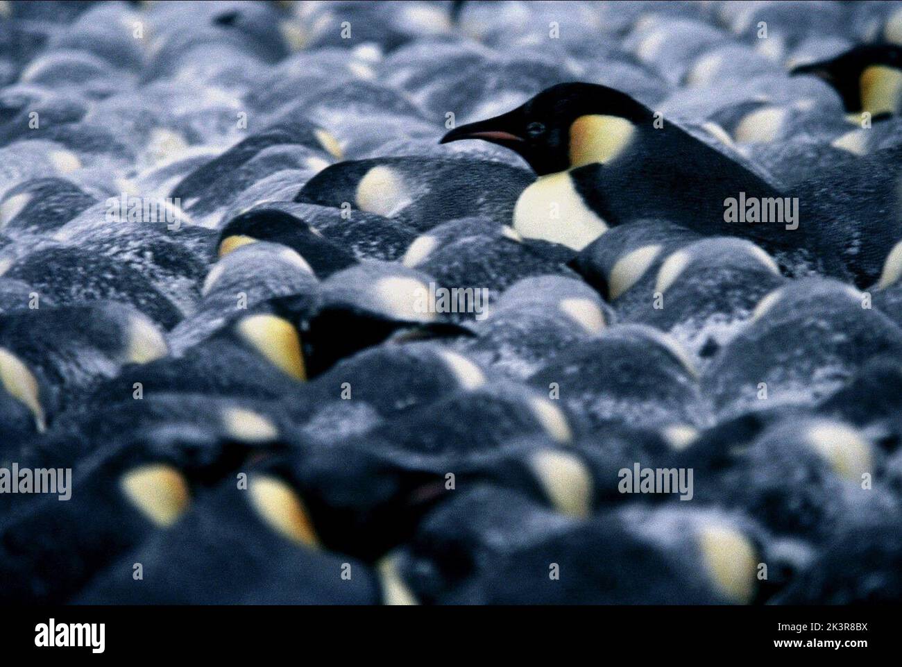 Antarctic Emperor Penguins Film: March Of The Penguins; The Emperor'S ...
