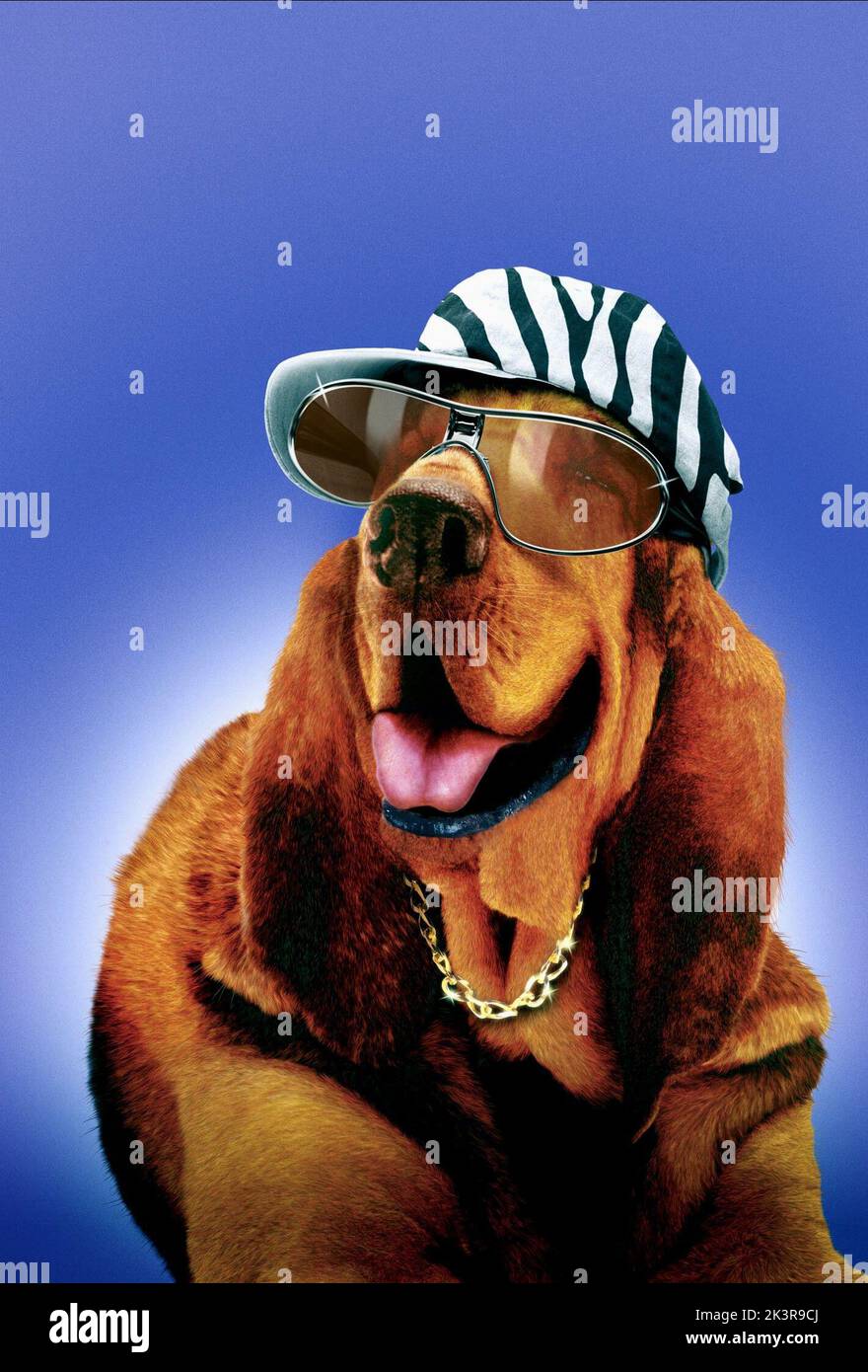 Lightning The Dog Film: Racing Stripes (2005) Director: Frederik Du ...