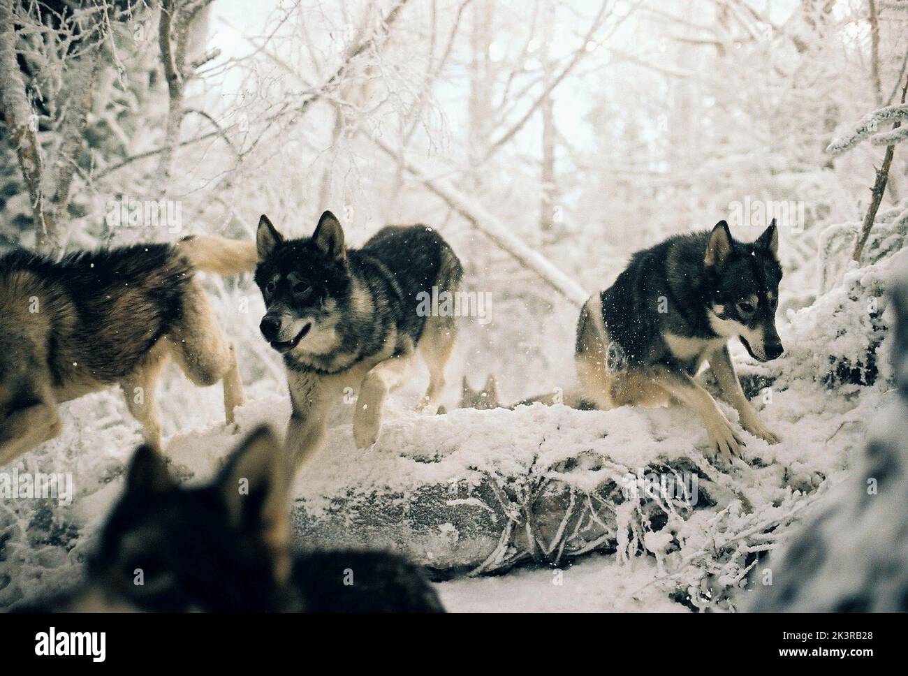 Wolves Film: The Chronicles Of Narnia: The Lion, The Witch And The ...