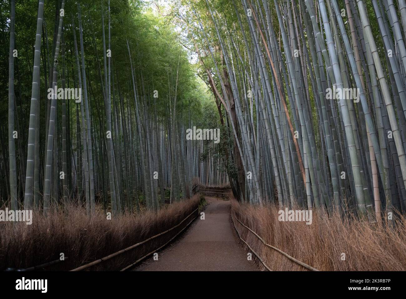A low-angle view of a bamboo forest in Kyoto, Japan Stock Photo - Alamy